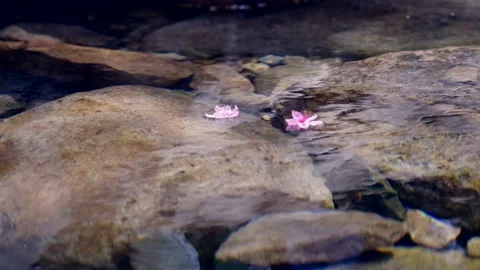 Spring petals float in the water，Petal... | Stock Video | Pond5