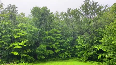Green Rain Forest 4K Stock Video Footage | Royalty Free Green Rain ...