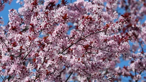 Spring season, tree with pink flowers. | Stock Video | Pond5