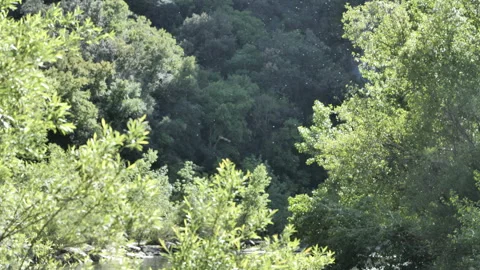 Spring season with trees releasing polle... | Stock Video | Pond5