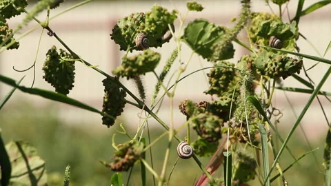 spring snails in the garden are on the b... | Stock Video | Pond5