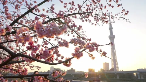 spring in Tokyo, Tokyo Skytree with saku... | Stock Video | Pond5