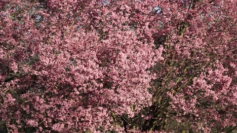 Pink Flower Border Stock Videos – Royalty-Free HD & 4K Videos | Page 2