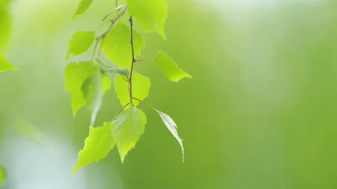 Spring Weather Backgrond Stock Videos – Royalty-Free HD & 4K Videos | Pond5