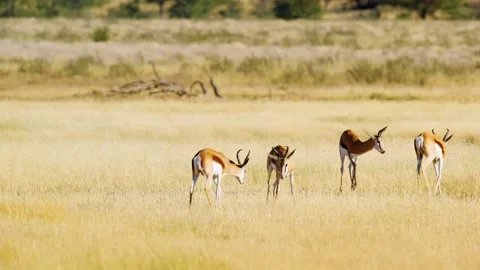 Springbok and gemsbok antelopes fighting... | Stock Video | Pond5
