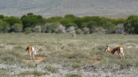 Springbok antelope landscape | Stock Video | Pond5