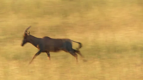 Springbok Stock Video Footage | Royalty Free Springbok Videos | Pond5