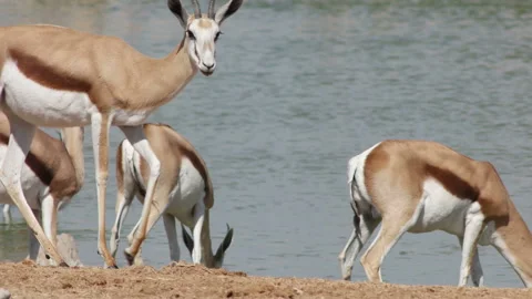 springbok antelopes drink water, slow mo... | Stock Video | Pond5