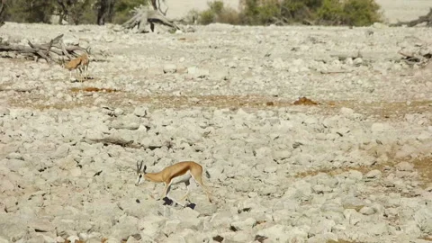 springbok antelopes walk in the desert, ... | Stock Video | Pond5