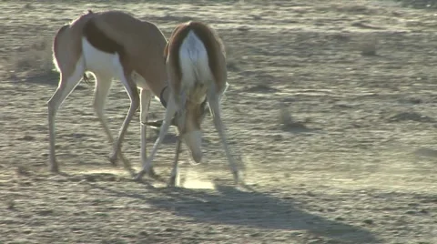 Springbok Buck Adult Fighting Pair Kgada... | Stock Video | Pond5