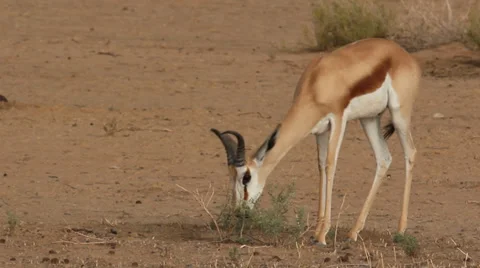 Springbok Stock Video Footage | Royalty Free Springbok Videos | Pond5