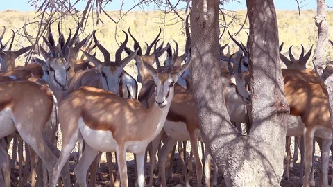 Springbok gazelle antelope sit in the sh... | Stock Video | Pond5