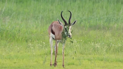 A springbok irritated by a plant hooked ... | Stock Video | Pond5
