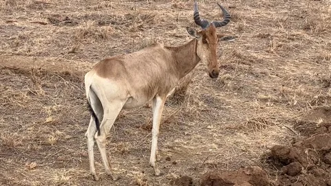 springbok, Nairobi National park | Stock Video | Pond5