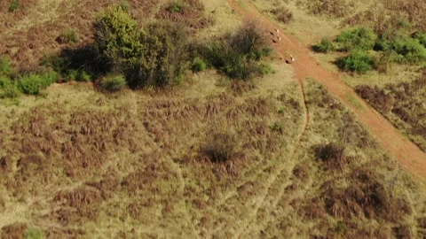 Springboks running at full speed African... | Stock Video | Pond5