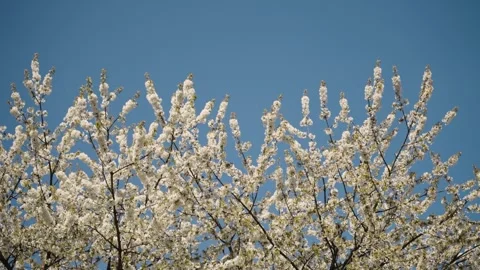 Transparent Cherry Blossoms Stock Videos – Royalty-Free HD & 4K Videos