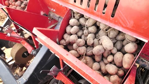 Sprouted potato tubers pours out of pota... | Stock Video | Pond5