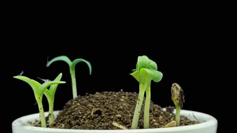 Sprouting vegetable marrow squash seed f... | Stock Video | Pond5