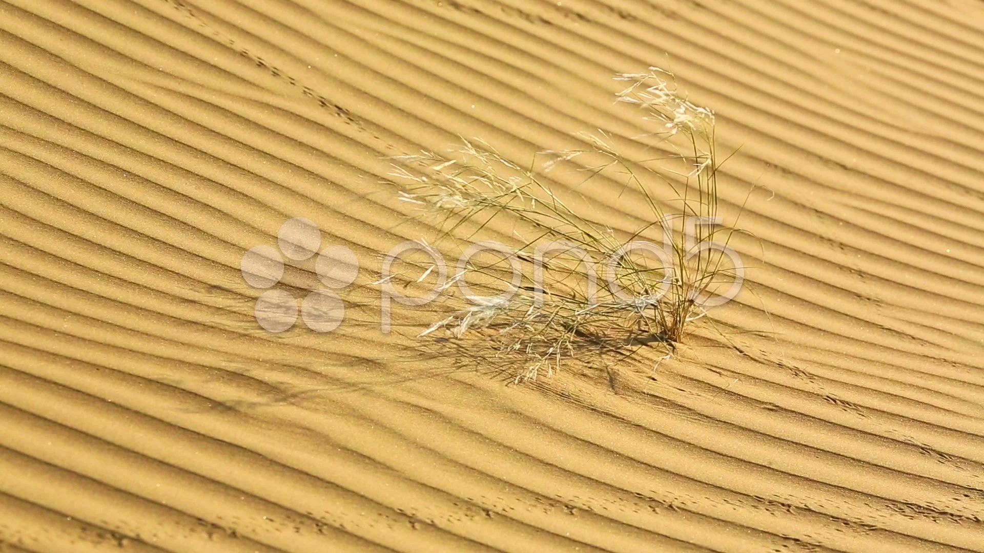 Desert Bush Texture