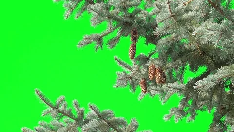 Chromakey Stock Footage ~ Royalty Free Stock Videos | Pond5