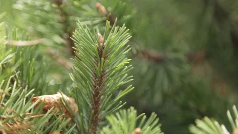 Spruce branches swinging in the wind. Na... | Stock Video | Pond5
