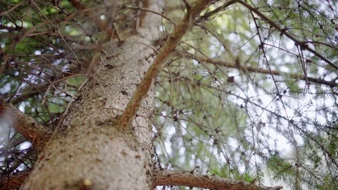 Spruce, tree branches and crown | Stock Video | Pond5