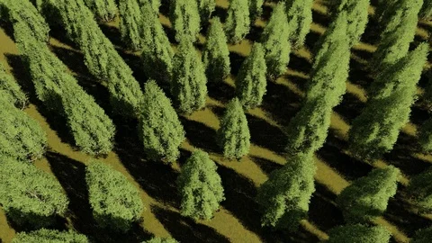 Spruce Tree From Top View 3D Rendering | Stock Video | Pond5