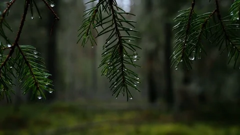 Rain In Forest Stock Footage ~ Royalty Free Stock Videos | Pond5