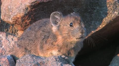 Pika Stock Footage ~ Royalty Free Stock Videos | Pond5