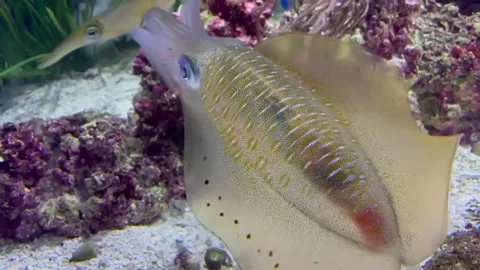Squid color changing during courtship an... | Stock Video | Pond5