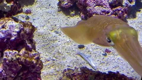 Face Swimming Underwater Stock Videos – Royalty-Free HD & 4K Videos