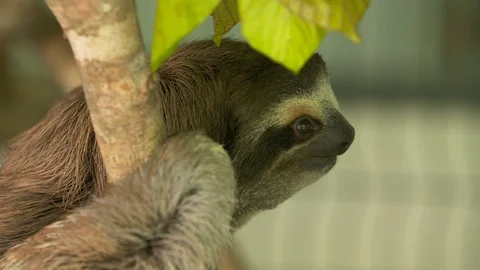 Smiling Sloth Stock Videos – Royalty-Free HD & 4K Videos