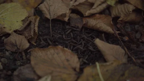 Squirming Larvae, Maggots, Worms on the ... | Stock Video | Pond5