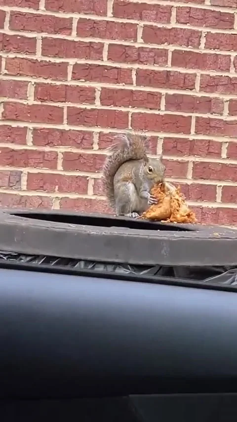 Squirrel Caught Eating Fried Chicken in ... | Stock Video | Pond5