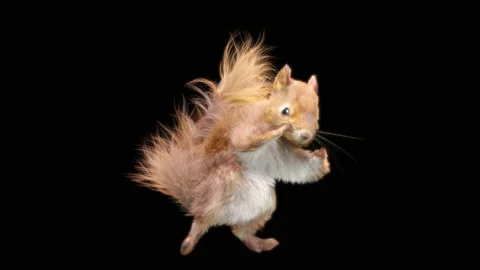 Squirrel Dancing, With Alpha Matte. | Stock Video | Pond5