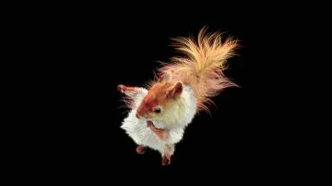 Squirrel Dancing, With Alpha Matte. | Stock Video | Pond5