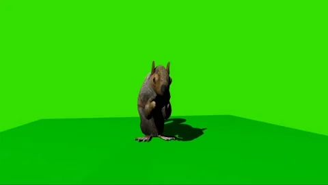 Squirrel Green Screen Stock Video Footage | Royalty Free Squirrel Green ...