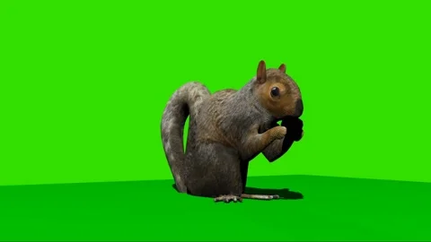Squirrel Green Screen Stock Video Footage | Royalty Free Squirrel Green ...