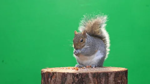 Squirrel eating nuts on green screen in ... | Stock Video | Pond5