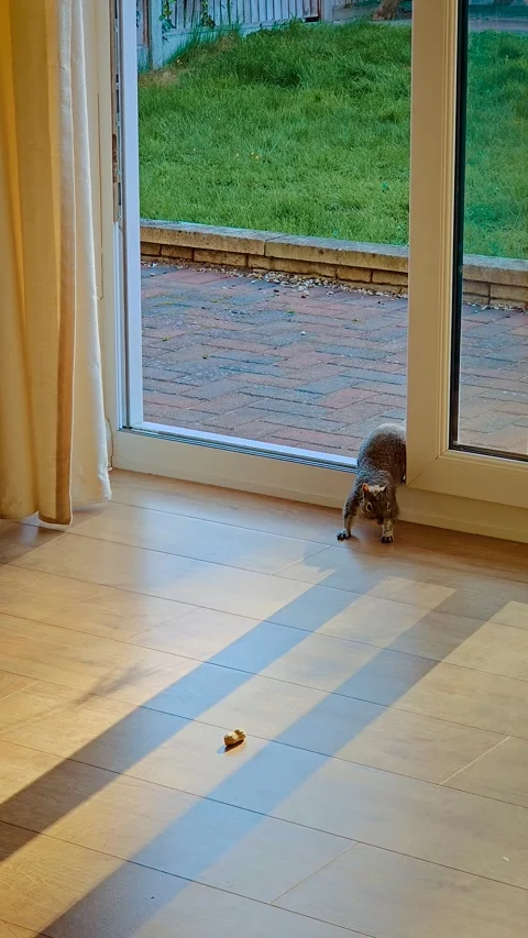 Nut Grab Stock Videos – Royalty-Free HD & 4K Videos