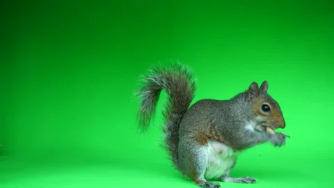 Squirrel Green Screen Stock Video Footage | Royalty Free Squirrel Green ...