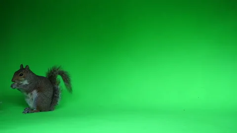 Squirrel Green Screen Stock Video Footage | Royalty Free Squirrel Green ...