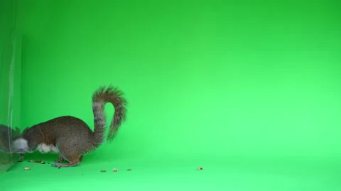 Squirrel filmed against a green screen c... | Stock Video | Pond5