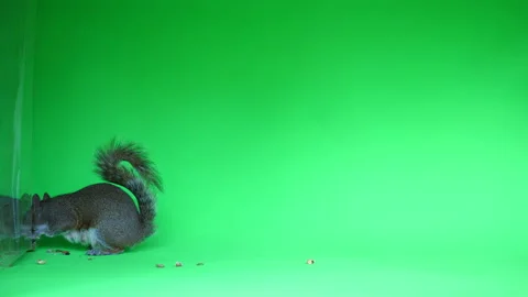 Squirrel filmed against a green screen c... | Stock Video | Pond5
