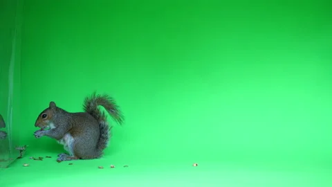 Squirrel filmed against a green screen c... | Stock Video | Pond5