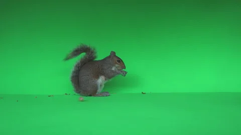 Squirrel filmed against a green screen c... | Stock Video | Pond5