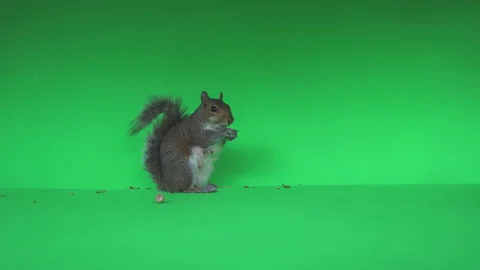 Squirrel filmed against a green screen c... | Stock Video | Pond5