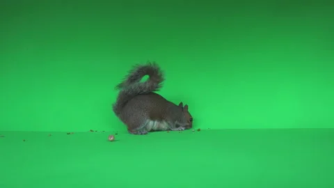Squirrel filmed against a green screen c... | Stock Video | Pond5