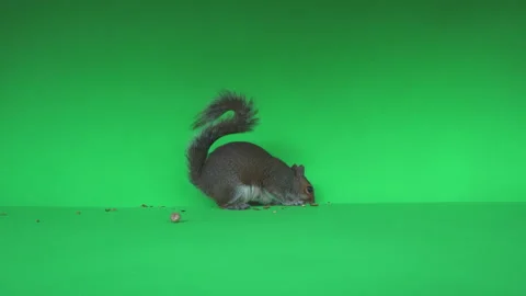Squirrel filmed against a green screen c... | Stock Video | Pond5