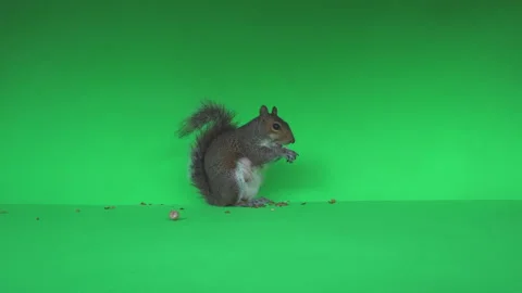 Squirrel filmed against a green screen c... | Stock Video | Pond5
